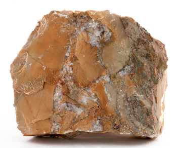 Museo di Storia Naturale dell'Accademia dei Fisiocritici - MUSNAF Siena ...